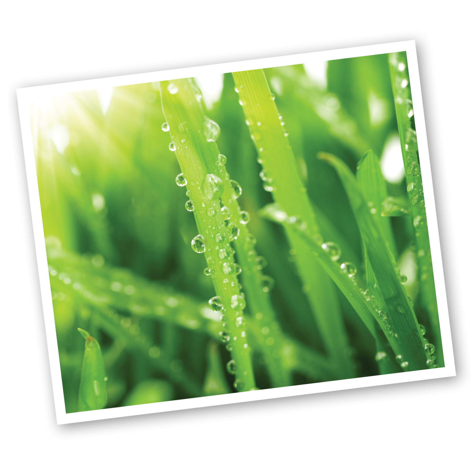 Effects of Over-Watering – Red Hen Turf Farm