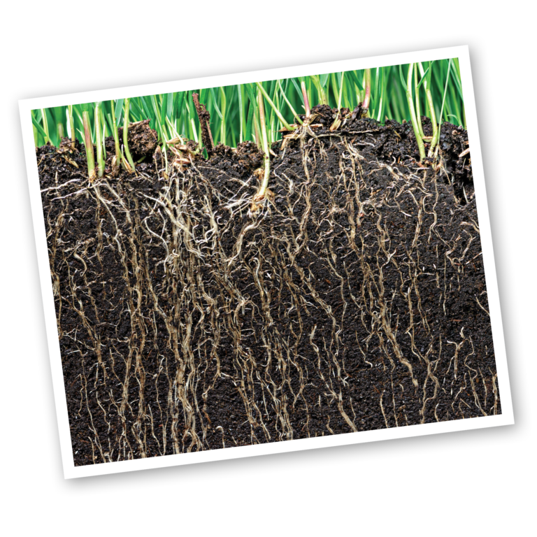 Soil for Lawns – Red Hen Turf Farm